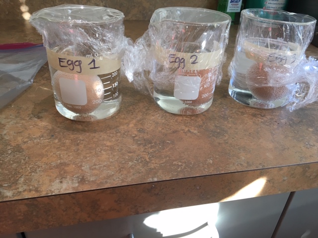 Osmosis Egg Lab – Science Experiments